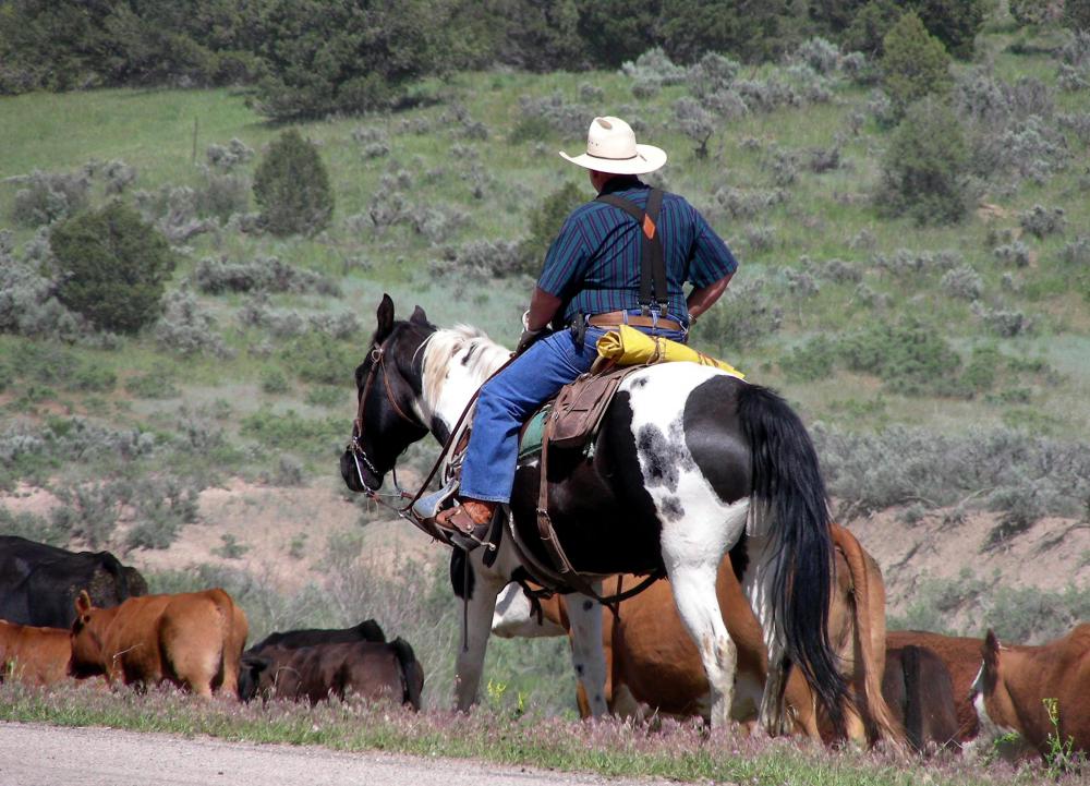 What are Grazing Rights? (with pictures)